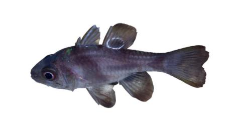 Fishing for Black cardinalfish: Fish Species – FishAngler.com