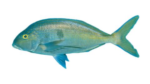 Fishing for Sea carp → Explore Catches, Top Baits & More!