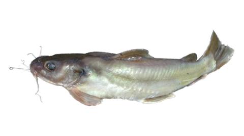 Fishing for Kokuni → Explore Catches, Top Baits & More!