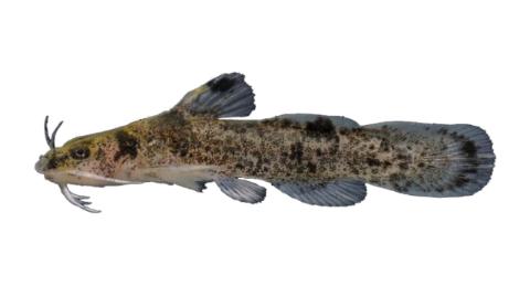Fishing for Brindled madtom: Fish Species – FishAngler.com