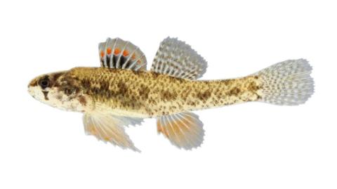 Fishing for Least darter → Explore Catches, Top Baits & More!