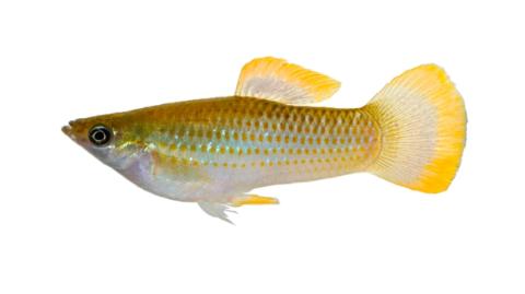 Fishing for Shortfin molly → Explore Catches, Top Baits & More!