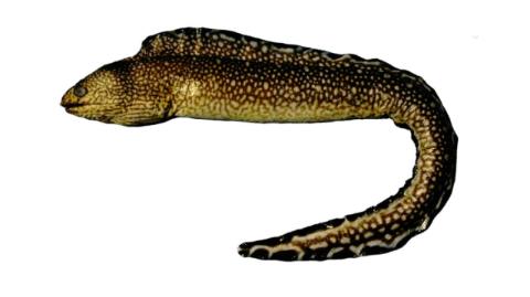 Fishing for Ocellated moray → Explore Catches, Top Baits & More!