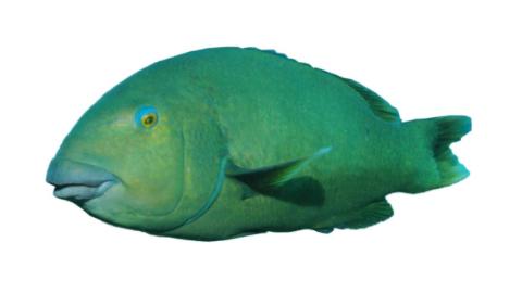 Fishing for Western blue groper: Fish Species – FishAngler.com
