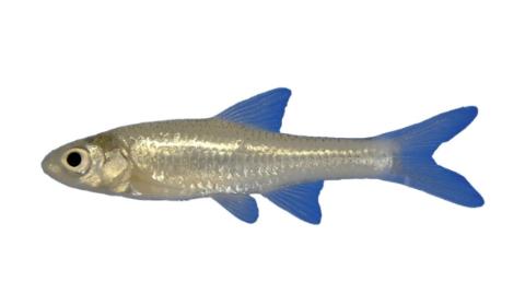 Fishing for Ghost shiner → Explore Catches, Top Baits & More!