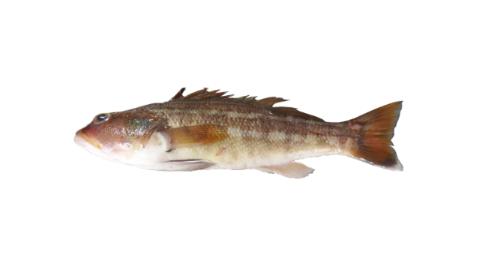 Fishing for Torpedo sand perch → Explore Catches, Top Baits & More!