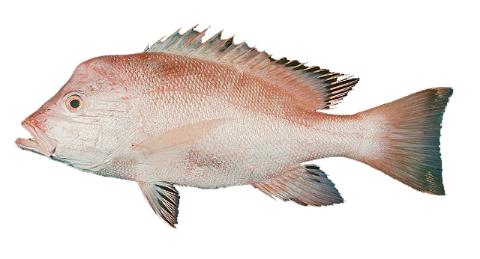Fishing for Humphead snapper → Explore Catches, Top Baits & More!