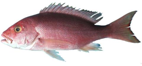 Fishing for Silk snapper → Explore Catches, Top Baits & More!