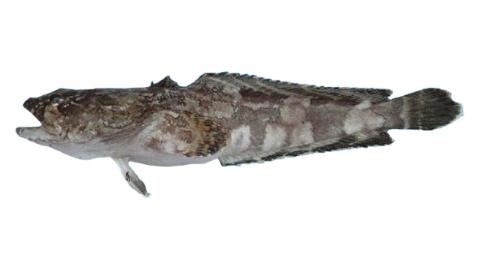 Fishing for Pacific toadfish: Fish Species – FishAngler.com