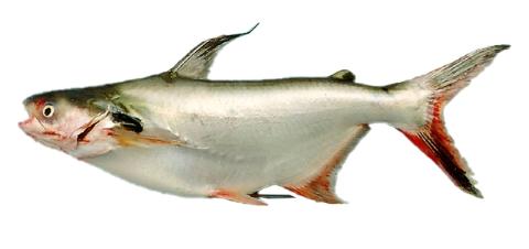 Fishing for Spot pangasius: Fish Species – FishAngler.com