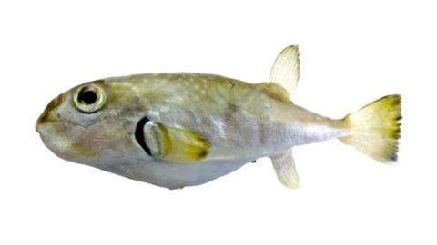 Fishing for Smooth blaasop → Explore Catches, Top Baits & More!