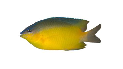 Fishing for Blueback damsel → Explore Catches, Top Baits & More!