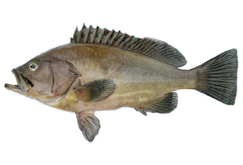 Fishing for Star-studded grouper → Explore Catches, Top Baits & More!