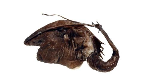 Fishing for Elsman's whipnose → Explore Catches, Top Baits & More!