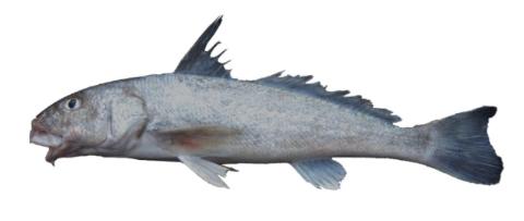 Fishing for Gulf kingcroaker: Fish Species – FishAngler.com