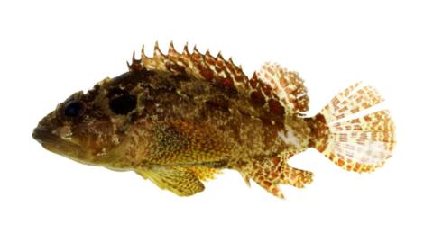 Fishing for Guam scorpionfish: Fish Species – FishAngler.com