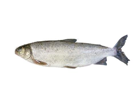 Fishing for Broad whitefish → Explore Catches, Top Baits & More!