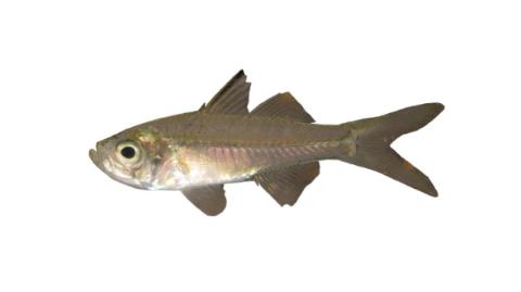 Fishing for Malabar glassy perchlet → Explore Catches, Top Baits & More!