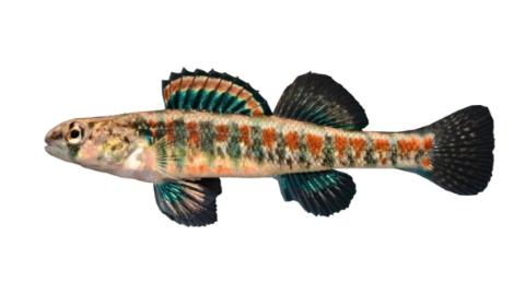 Fishing for Iowa darter: Fish Species – FishAngler.com