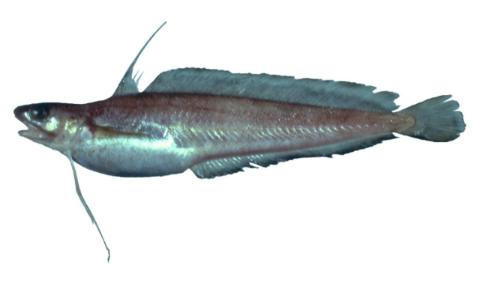 Fishing for White hake → Explore Catches, Top Baits & More!