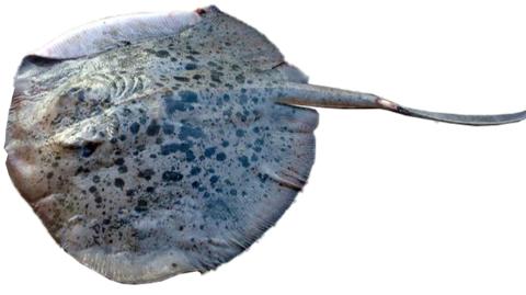 Fishing for Round ribbontail ray: Fish Species – FishAngler.com