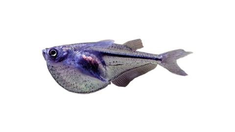 Fishing for Pygmy hatchetfish: Fish Species – FishAngler.com