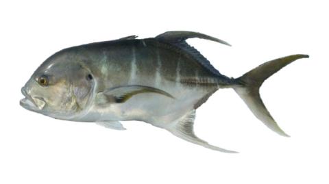 Fishing for Longfin crevalle jack: Fish Species – FishAngler.com