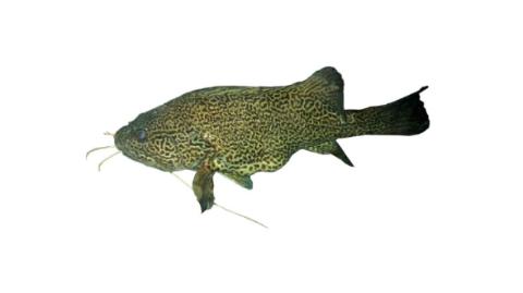 Fishing for Leopard wirrah: Fish Species – FishAngler.com