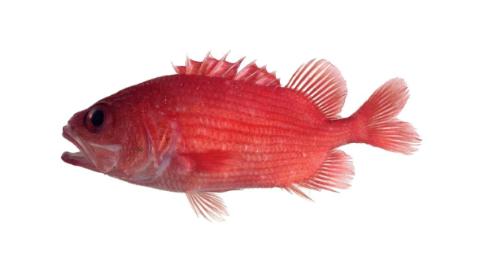 Fishing for Shy soldier → Explore Catches, Top Baits & More!