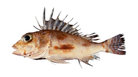 Fishing for Orangebanded gurnard perch → Explore Catches, Top Baits & More!