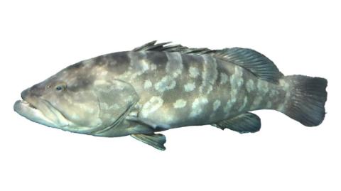 Fishing for Longtooth grouper → Explore Catches, Top Baits & More!