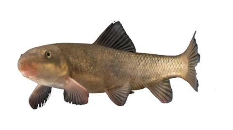 Fishing for Sonora sucker → Explore Catches, Top Baits & More!