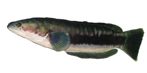 Fishing for Indonesian snakehead → Explore Catches, Top Baits & More!