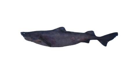 Fishing for Largespine velvet dogfish: Fish Species – FishAngler.com