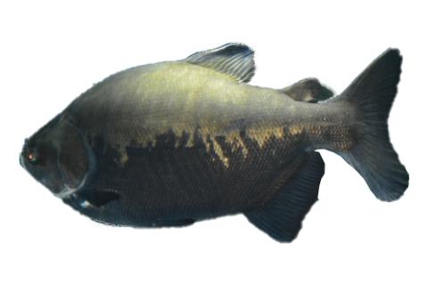 Fishing for Cachama → Explore Catches, Top Baits & More!