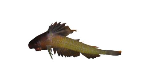 Fishing for Crested triplefin: Fish Species – FishAngler.com