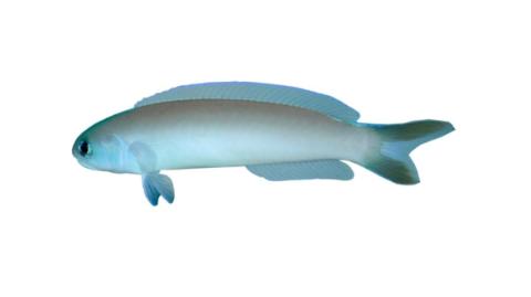 Fishing for Dusky tilefish → Explore Catches, Top Baits & More!