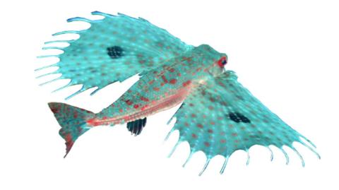 Fishing for Oriental flying gurnard: Fish Species – FishAngler.com
