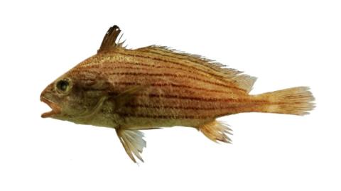 Fishing for Cubbyu → Explore Catches, Top Baits & More!