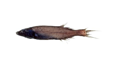 Fishing for Threadfin smooth-head: Fish Species – FishAngler.com