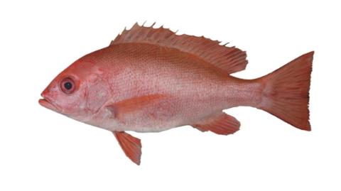 Fishing for Crimson snapper → Explore Catches, Top Baits & More!