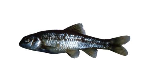 Fishing for Roundnose minnow: Fish Species – FishAngler.com