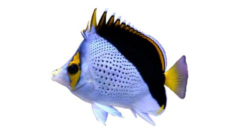 Fishing for Hawaiian butterflyfish → Explore Catches, Top Baits & More!