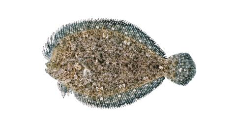 Fishing for Largescale dwarf flounder → Explore Catches, Top Baits & More!