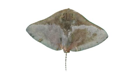 Fishing for Long-tailed butterfly ray → Explore Catches, Top Baits & More!