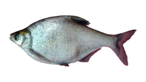 Fishing for White amur bream: Fish Species – FishAngler.com