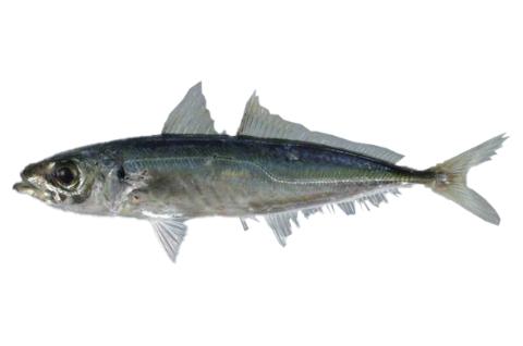 Fishing for African scad → Explore Catches, Top Baits & More!