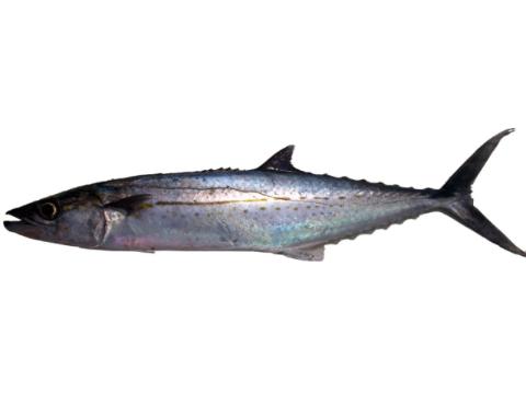 Fishing for Cero → Explore Catches, Top Baits & More!