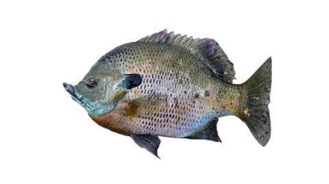 Fishing for Northern Bluegill → Explore Catches, Top Baits & More!