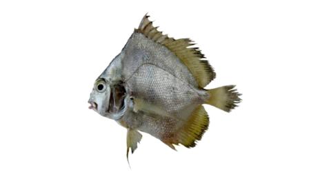 Fishing for Concertina fish → Explore Catches, Top Baits & More!